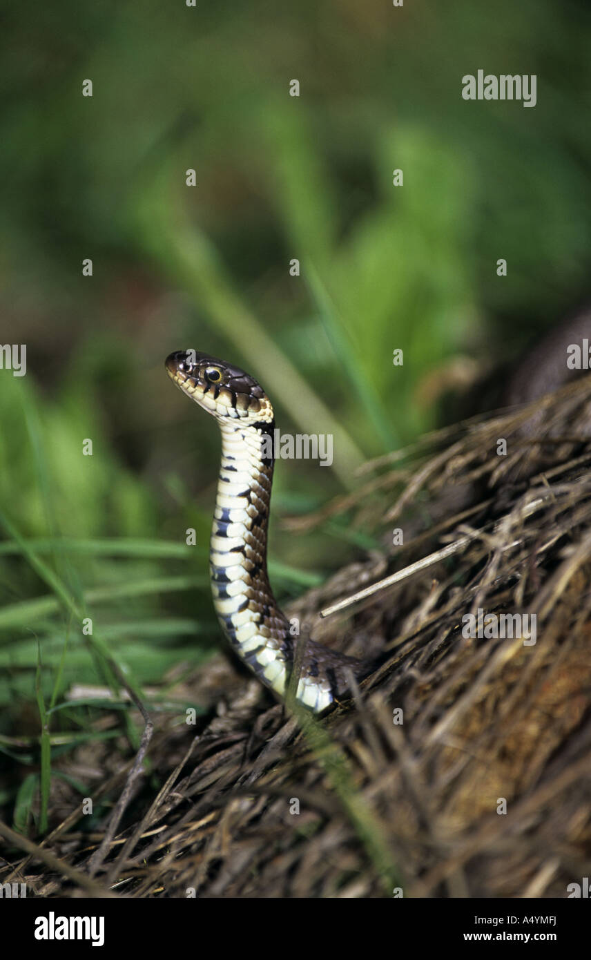 grass snake Natrix natrix Stock Photo - Alamy