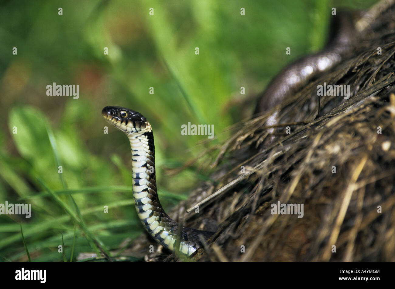 grass snake Natrix natrix Stock Photo - Alamy