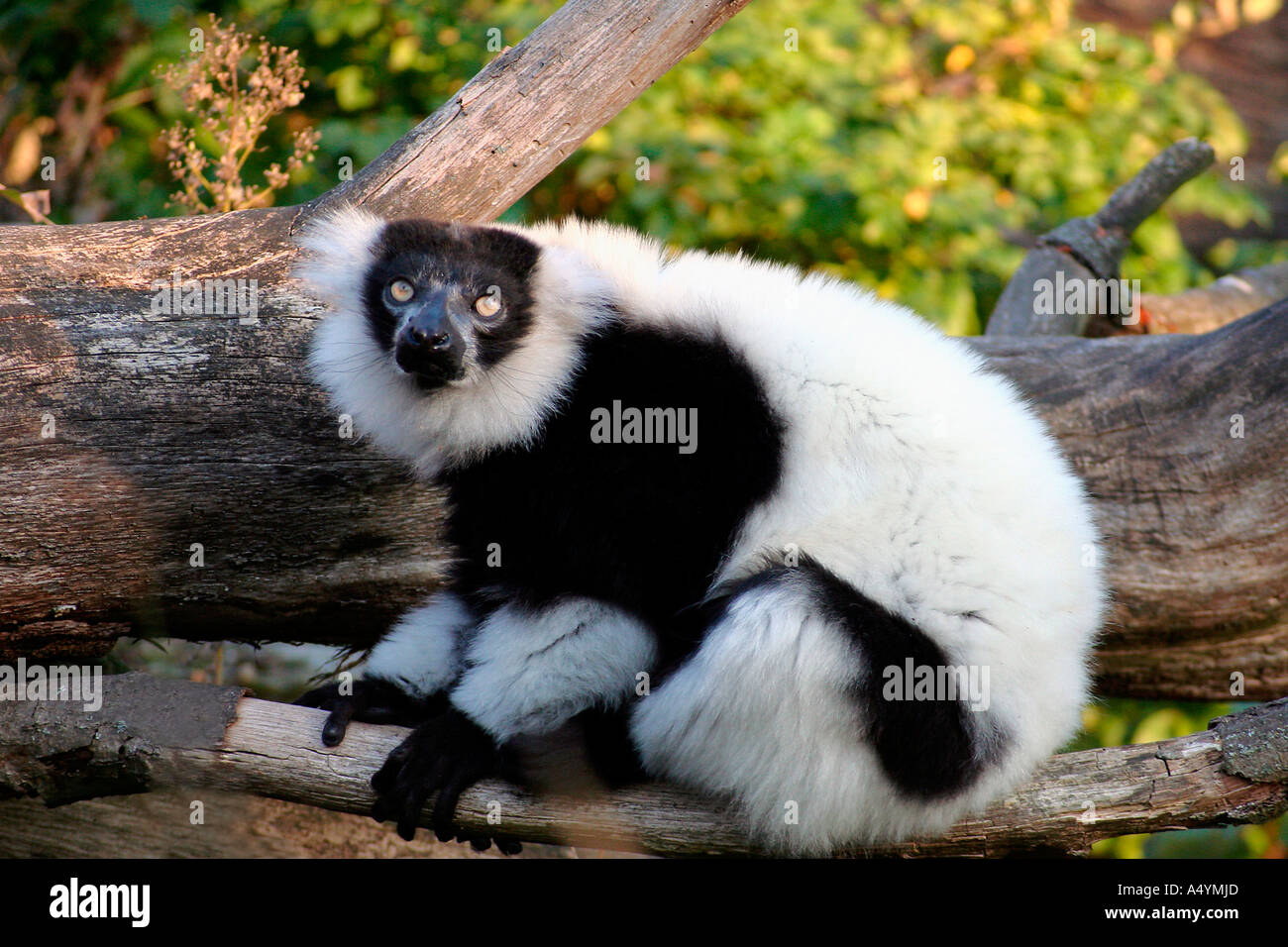 Black and white lemur prosimian Stock Photo - Alamy