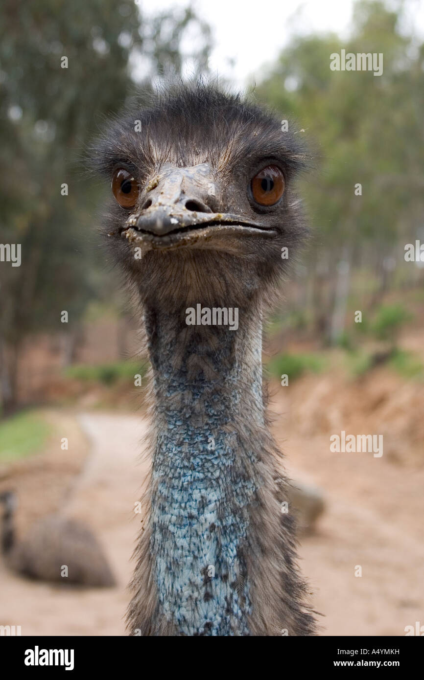 An Emu at La Reserva Sevilla El Castillo de las Guardas the safari park ...
