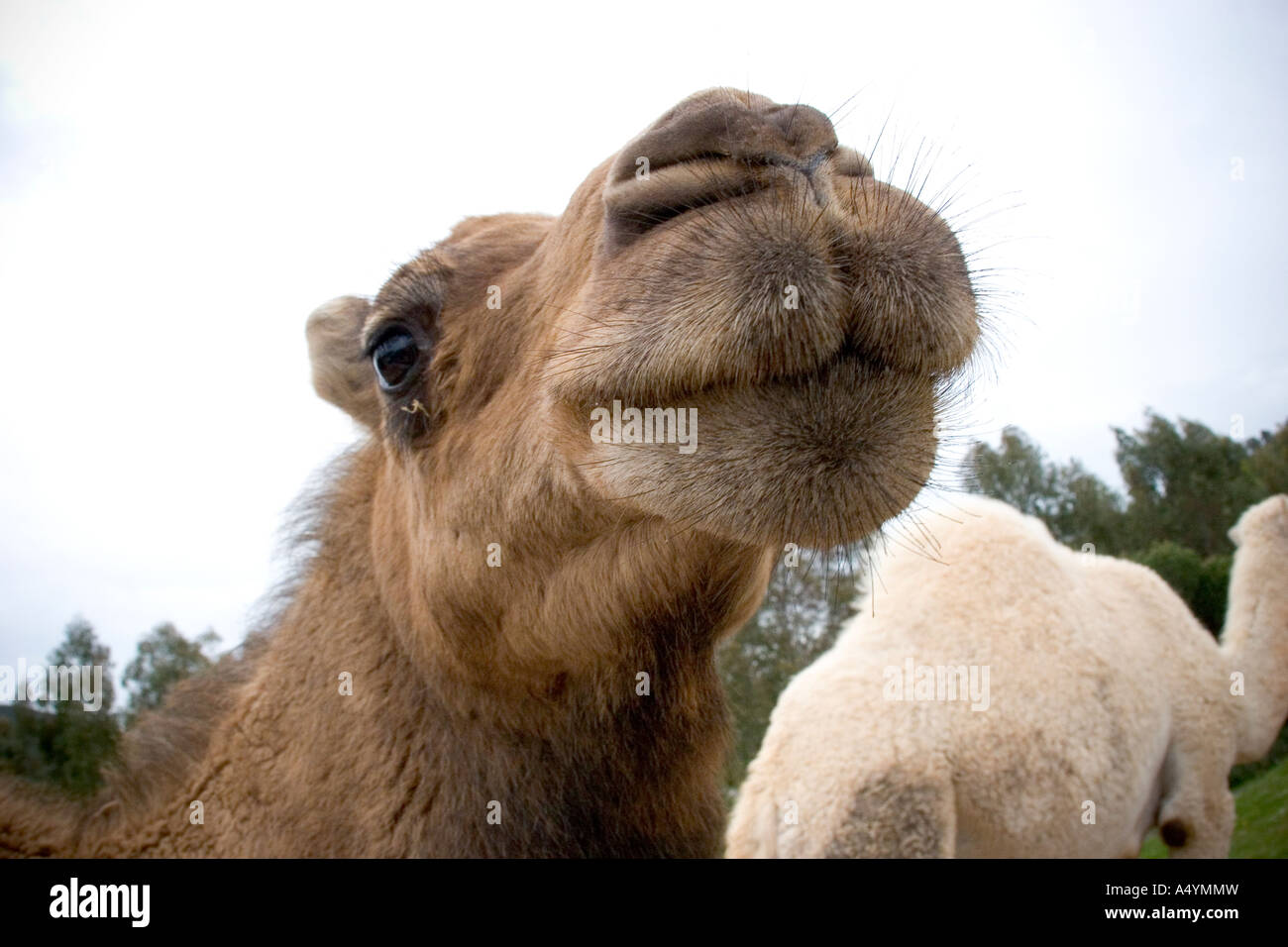 A camel DROMEDARIO camelus Dromedarius at La Reserva Sevilla El ...