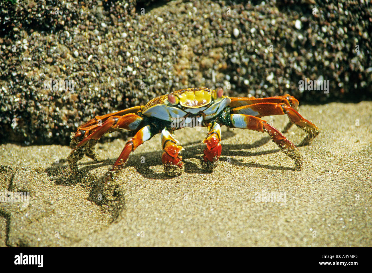 Crabs on the beach from galapagos Stock Photo - Alamy