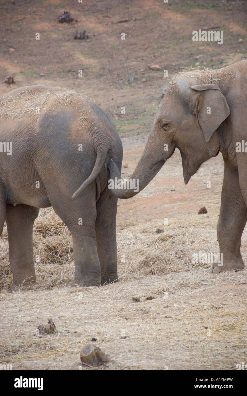 An Elephant Elphas Maximus at La Reserva Sevilla El Castillo de las ...