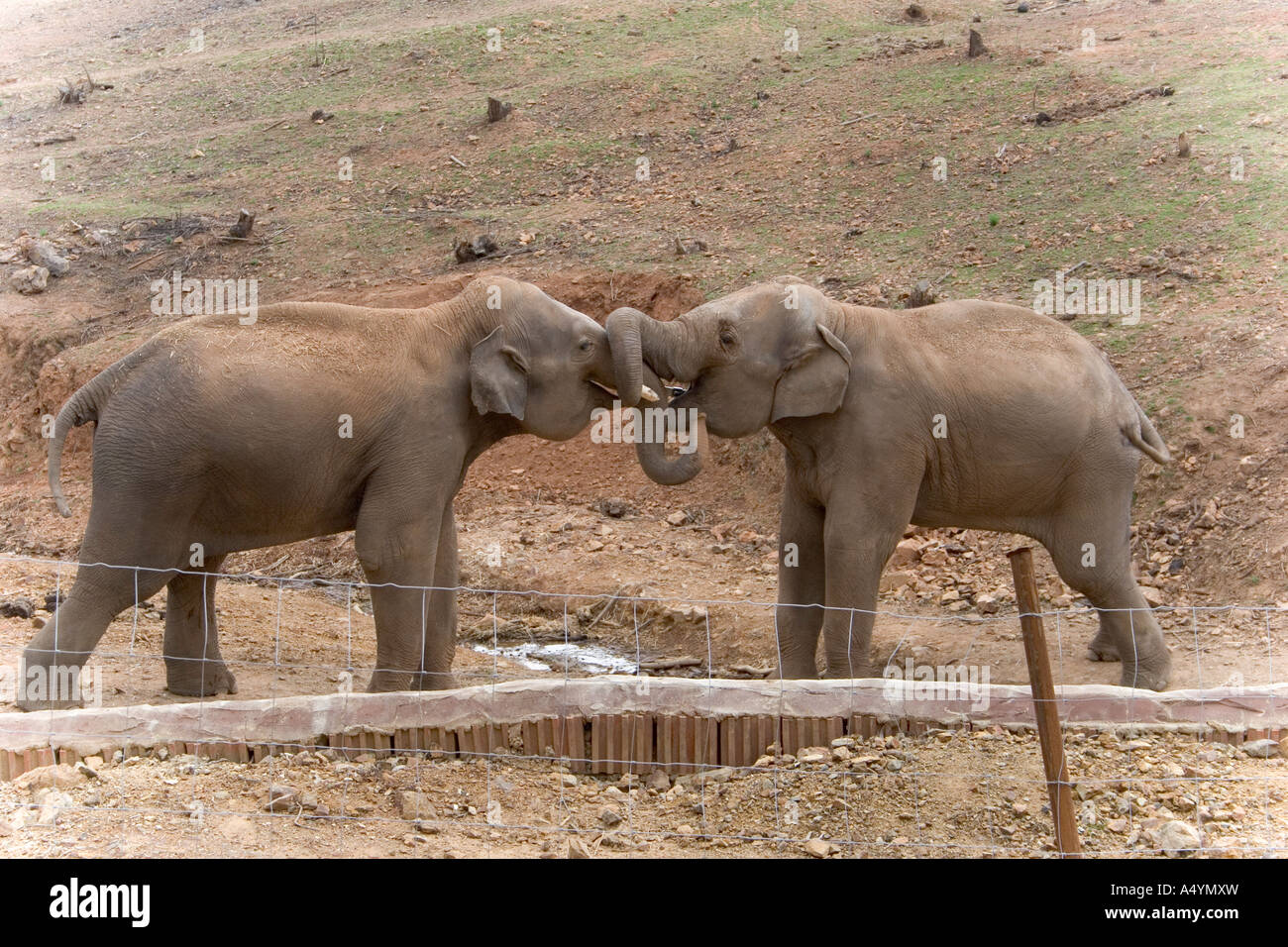 An Elephant Elphas Maximus at La Reserva Sevilla El Castillo de las ...
