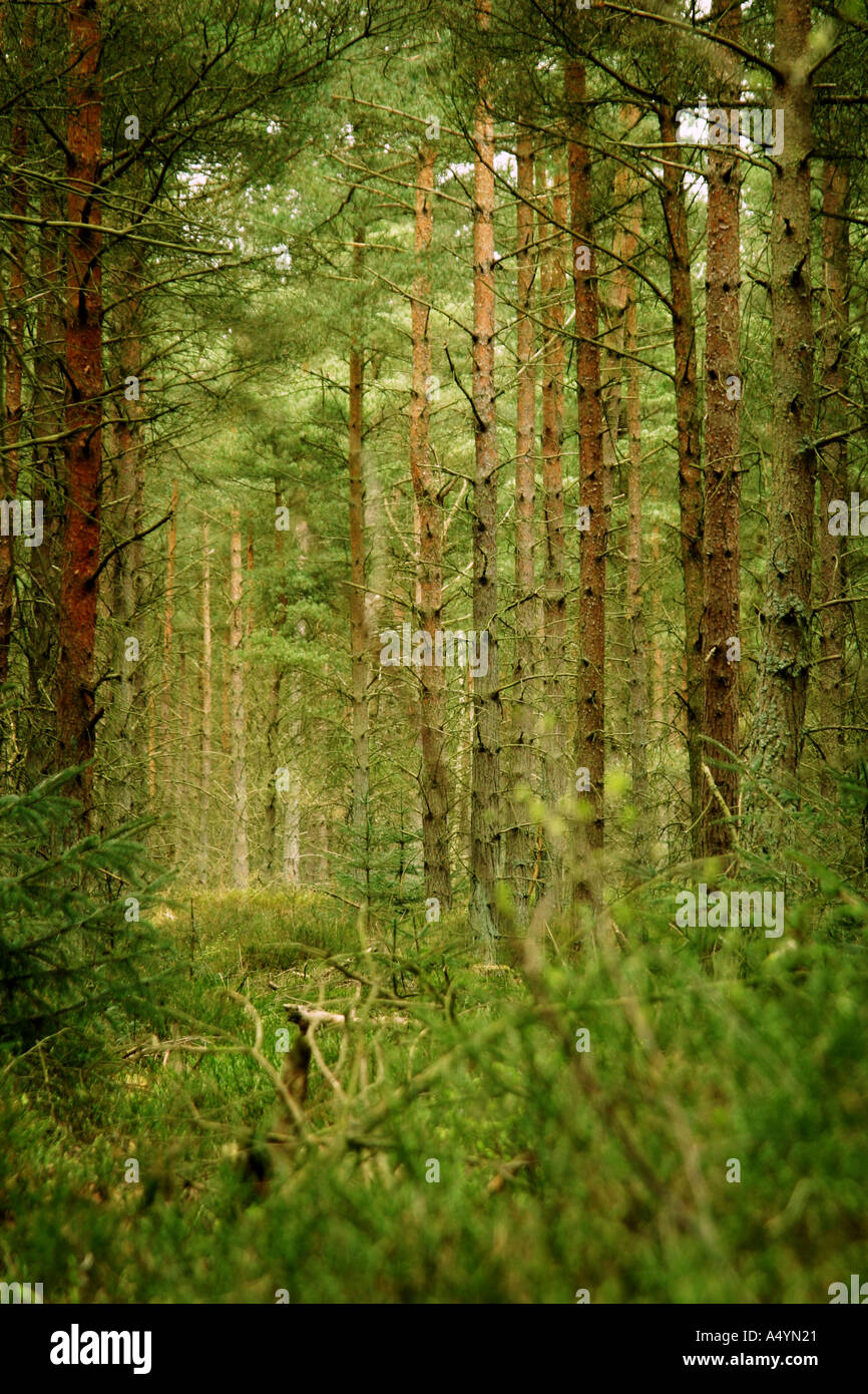 Pine wood draws hi-res stock photography and images - Alamy