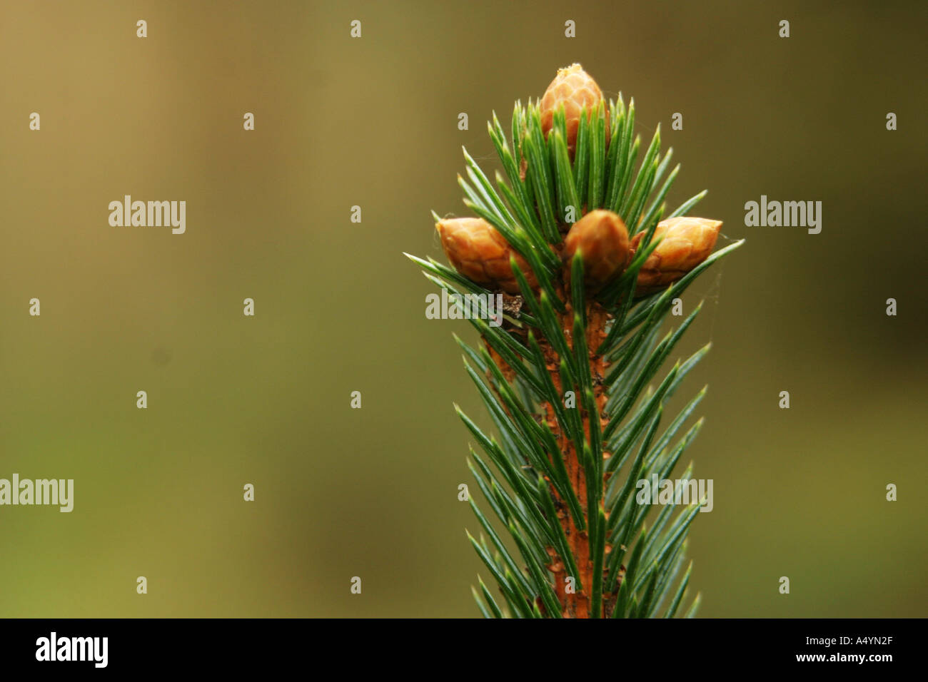 Budding Tip of pine sapling deville forest fife Scotland 2005 Stock ...