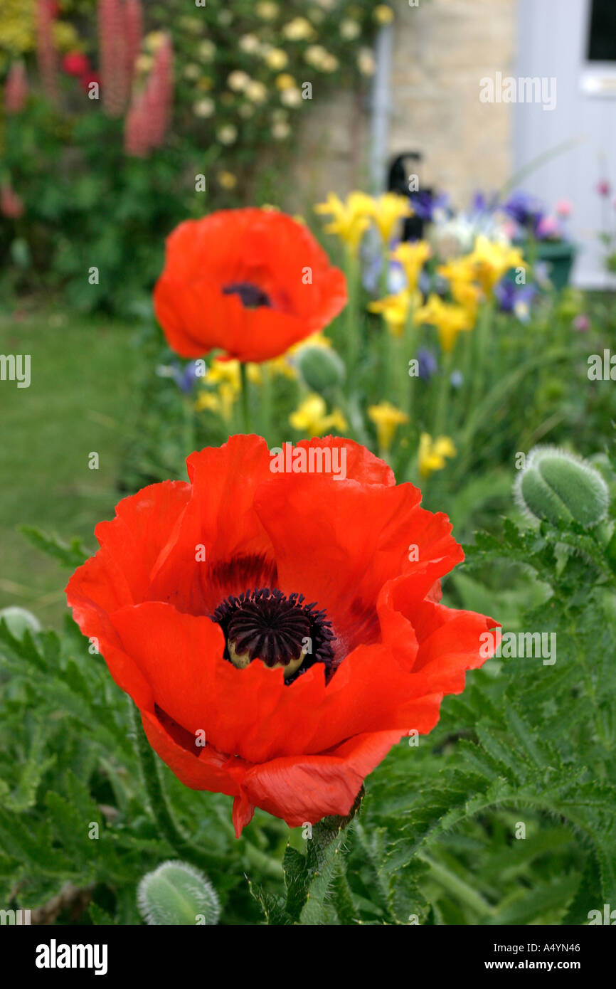English poppy hi-res stock photography and images - Alamy