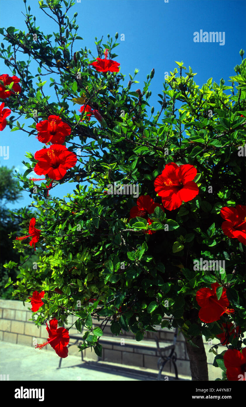Hibiscus Sabdariffa Calyces Shrub Heraklion Crete Greece Europe Stock ...