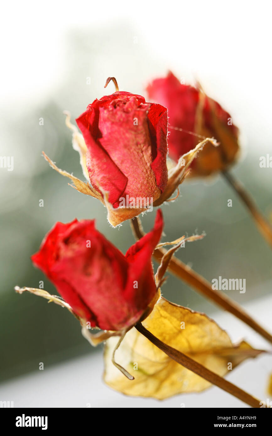 Dried rose stems hi-res stock photography and images - Alamy