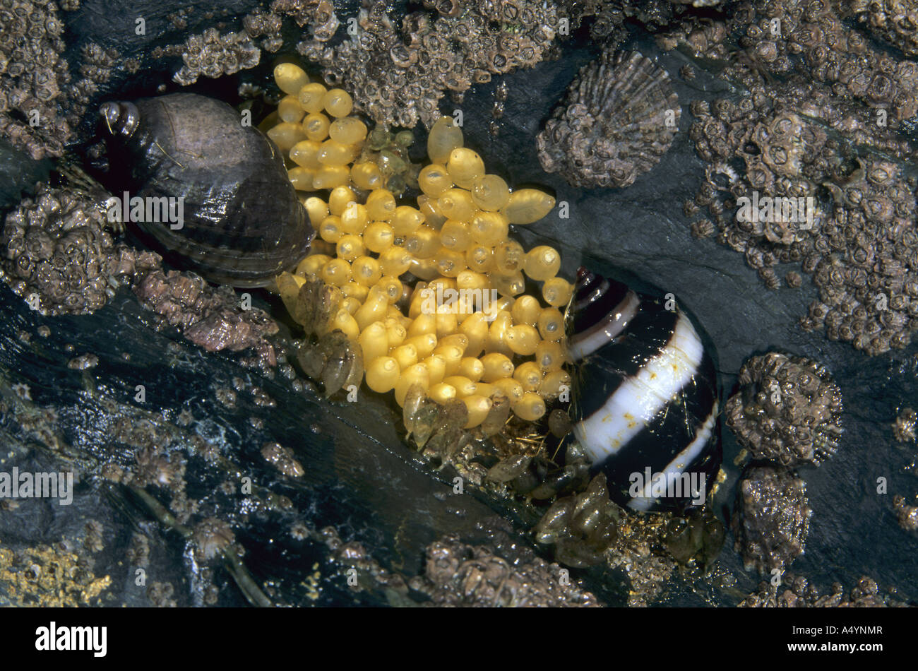 dog whelk Nucella lapillus with egg capsules on barnacle covered rock ...