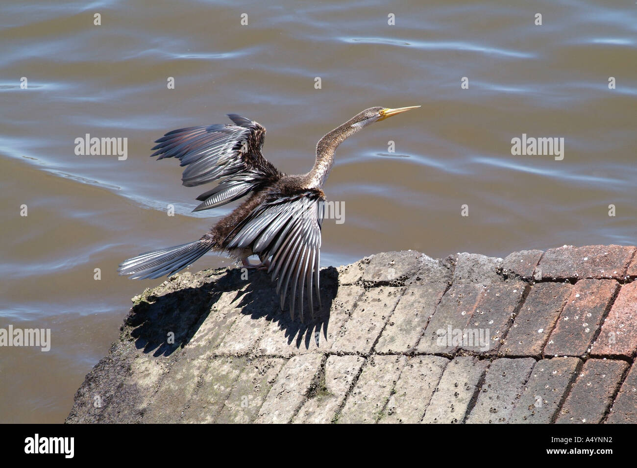 Darter Bird with spread wings in typical wing drying pose Western ...