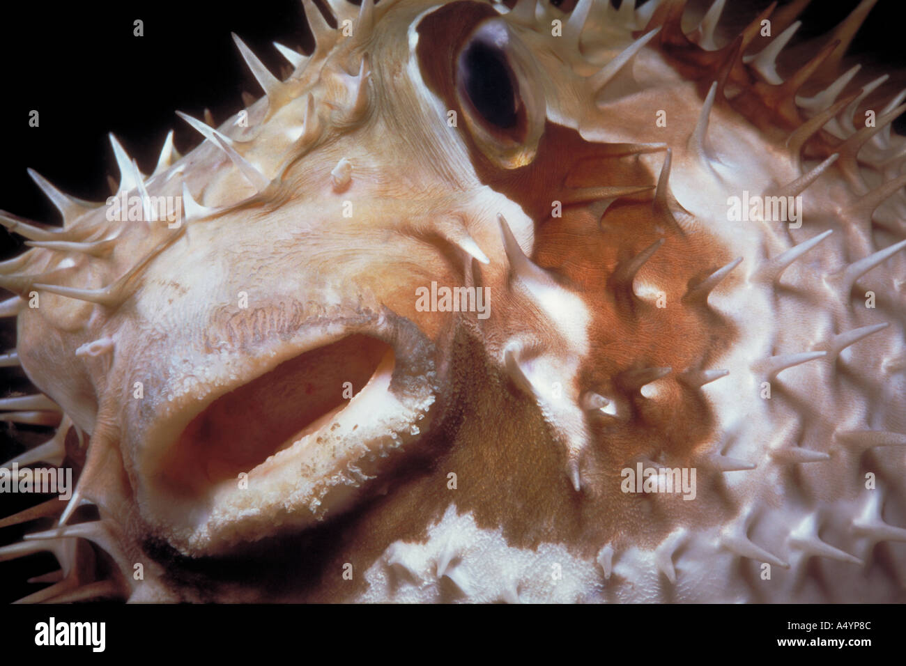 Porcupine pufferfish eye hi-res stock photography and images - Alamy