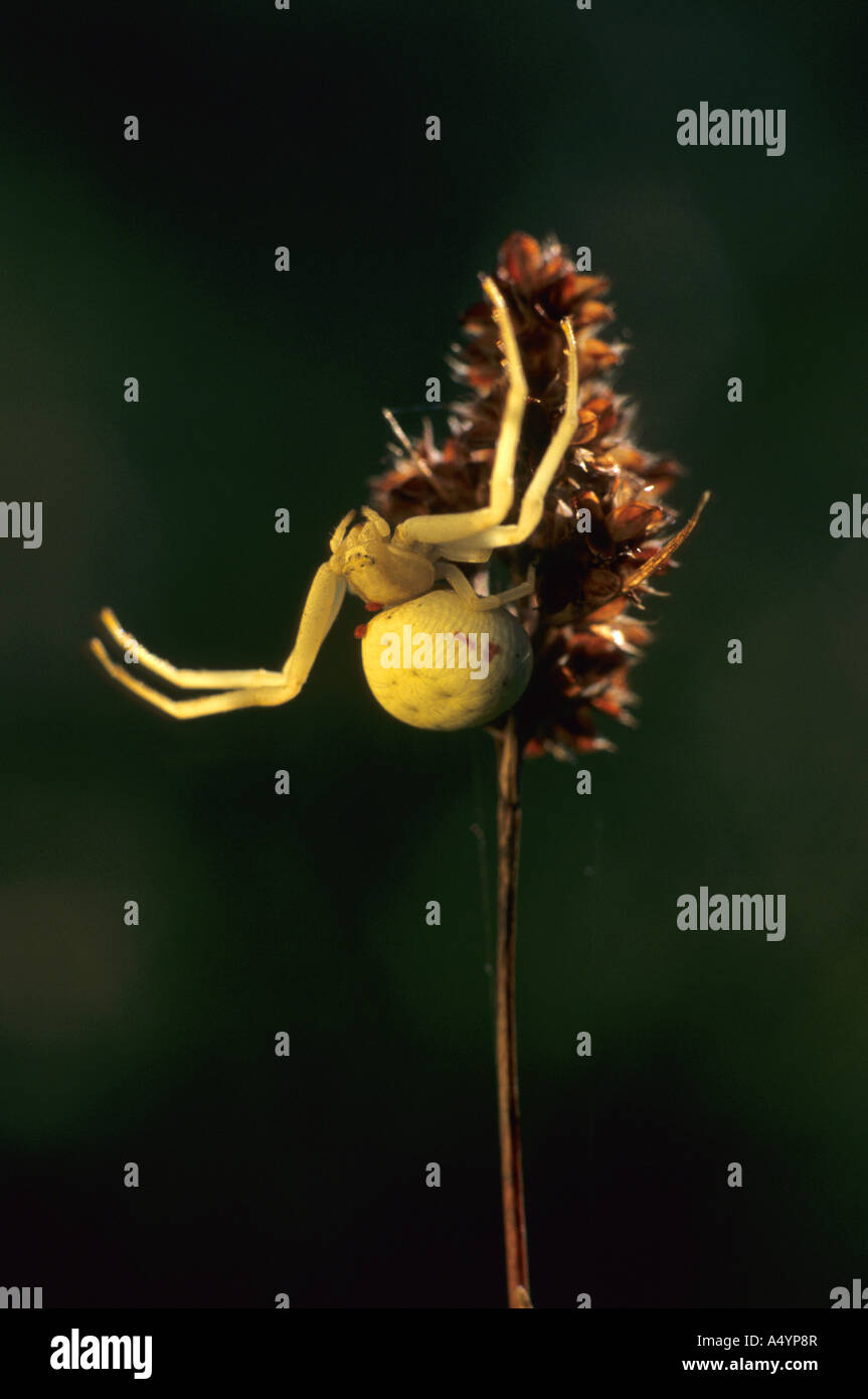 crab spider Misumena vatia female Stock Photo - Alamy