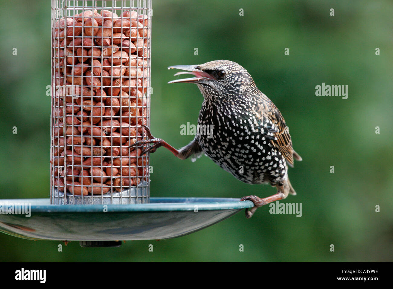 Starling bird feeder hi-res stock photography and images - Alamy