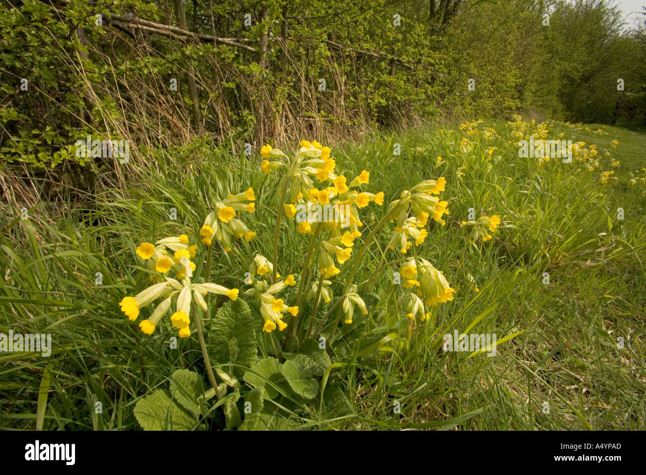 Group of cowslips hi-res stock photography and images - Alamy