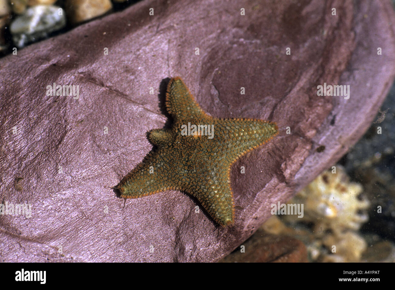 cushion star Asterina gibbosa Stock Photo - Alamy