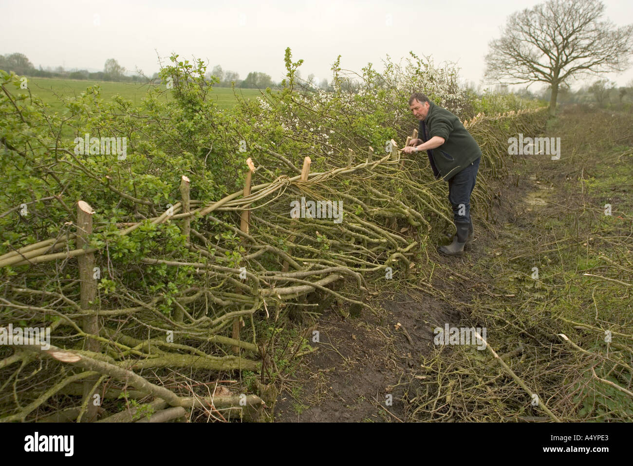 Country craft hedge laying hi-res stock photography and images - Alamy