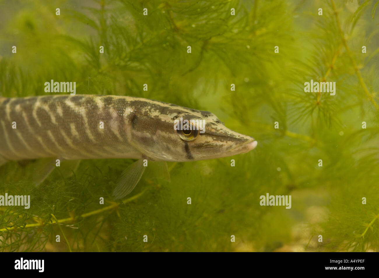 Pike fish Esox lucius in river Stock Photo - Alamy
