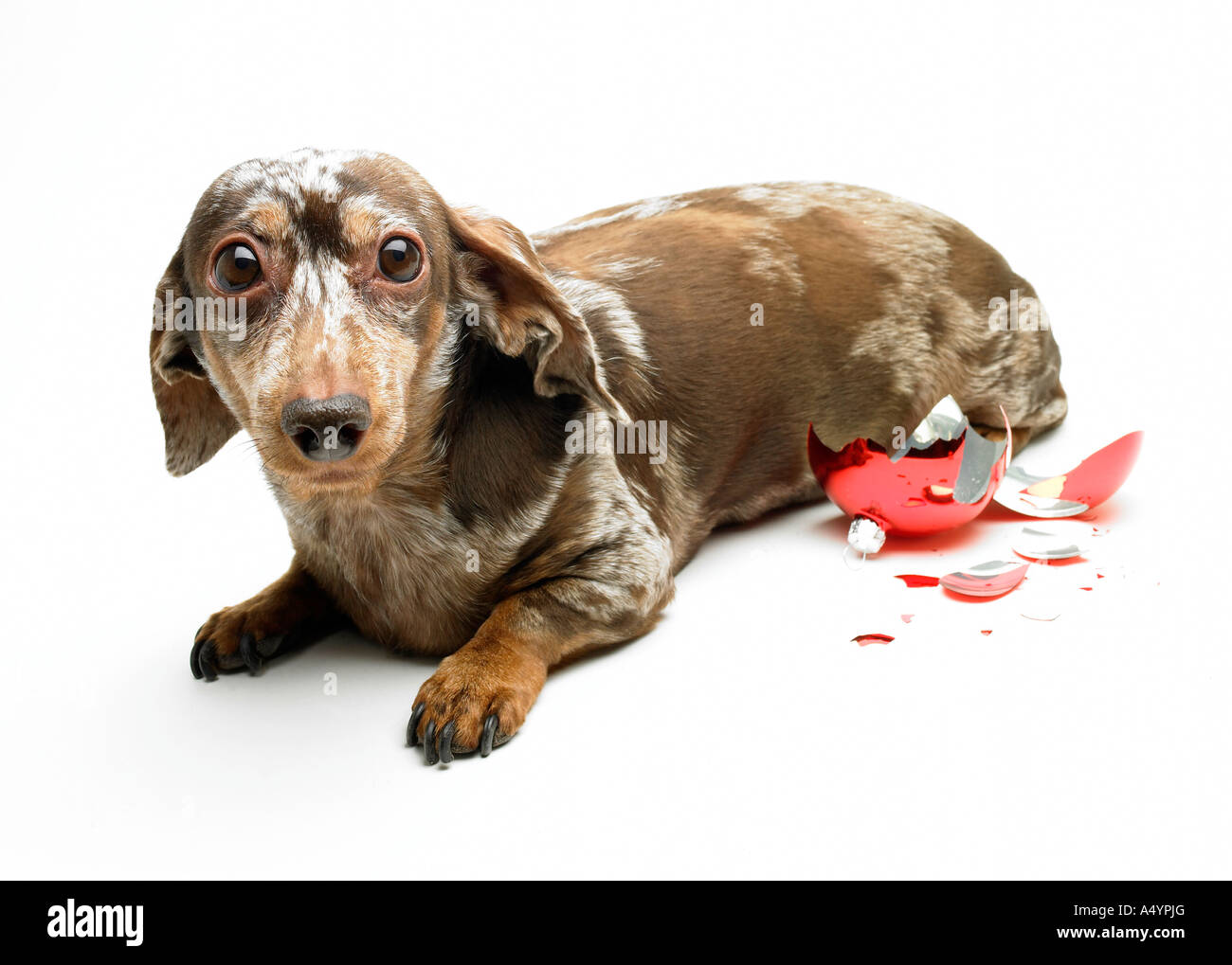 Im so sorry Cut Out Stock Images & Pictures - Alamy