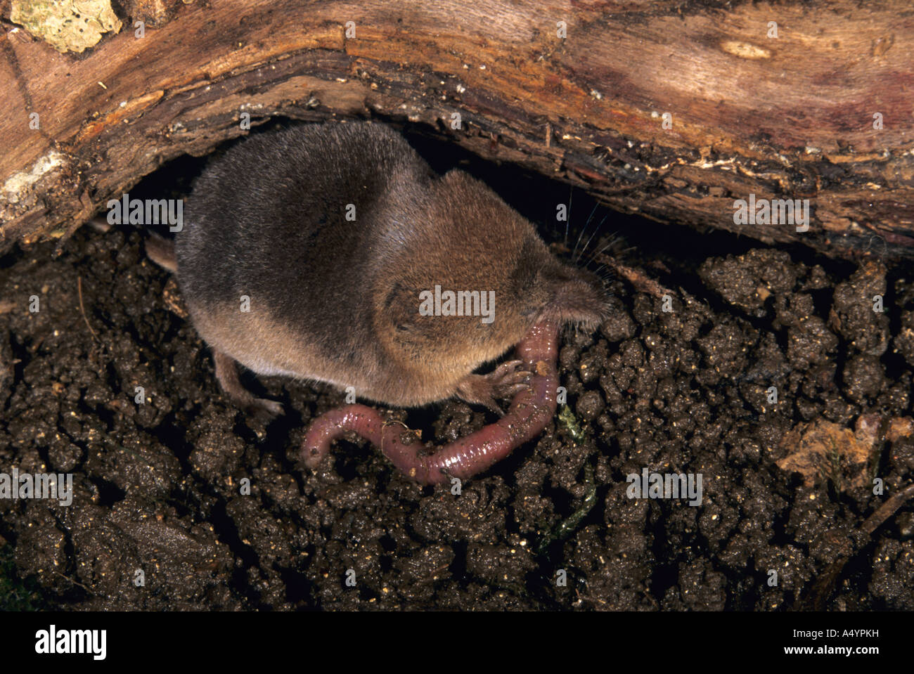 Shrew Prey Stock Photos & Shrew Prey Stock Images - Alamy