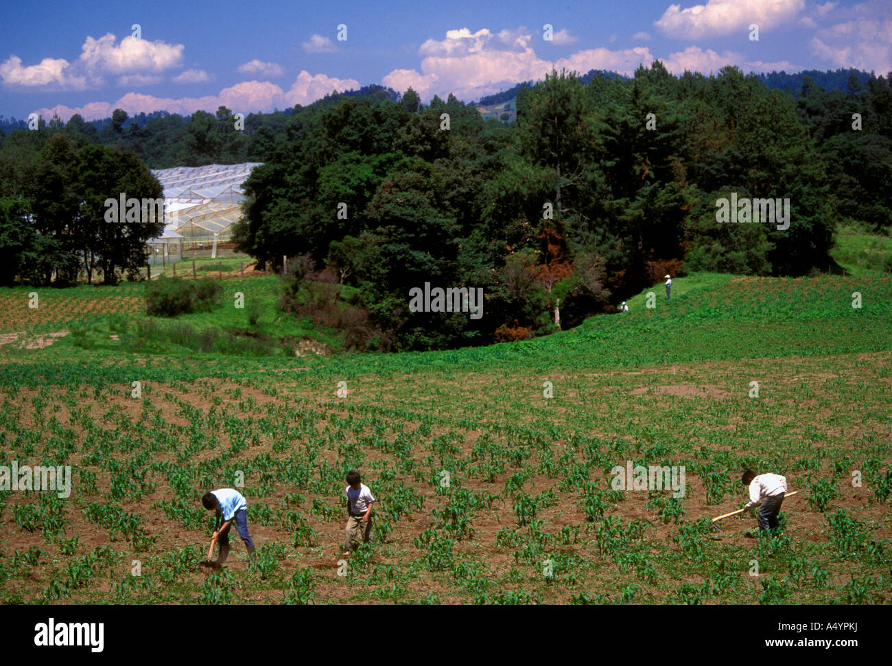 Guatemalans, Guatemalan farmer, Guatemalan farmers, corn crop ...