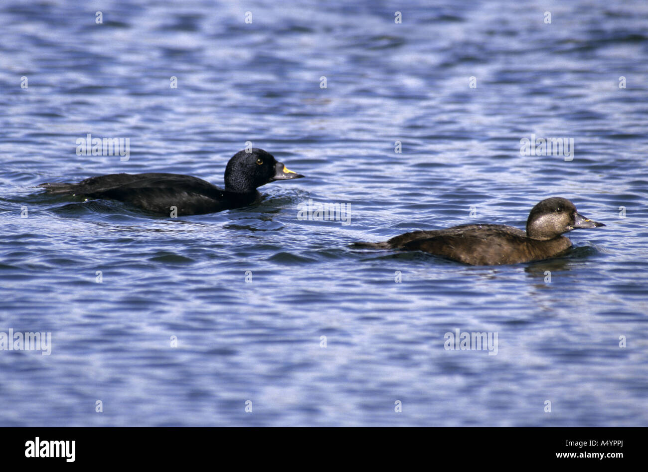 common scoter Melanitta fusca male and female Stock Photo - Alamy