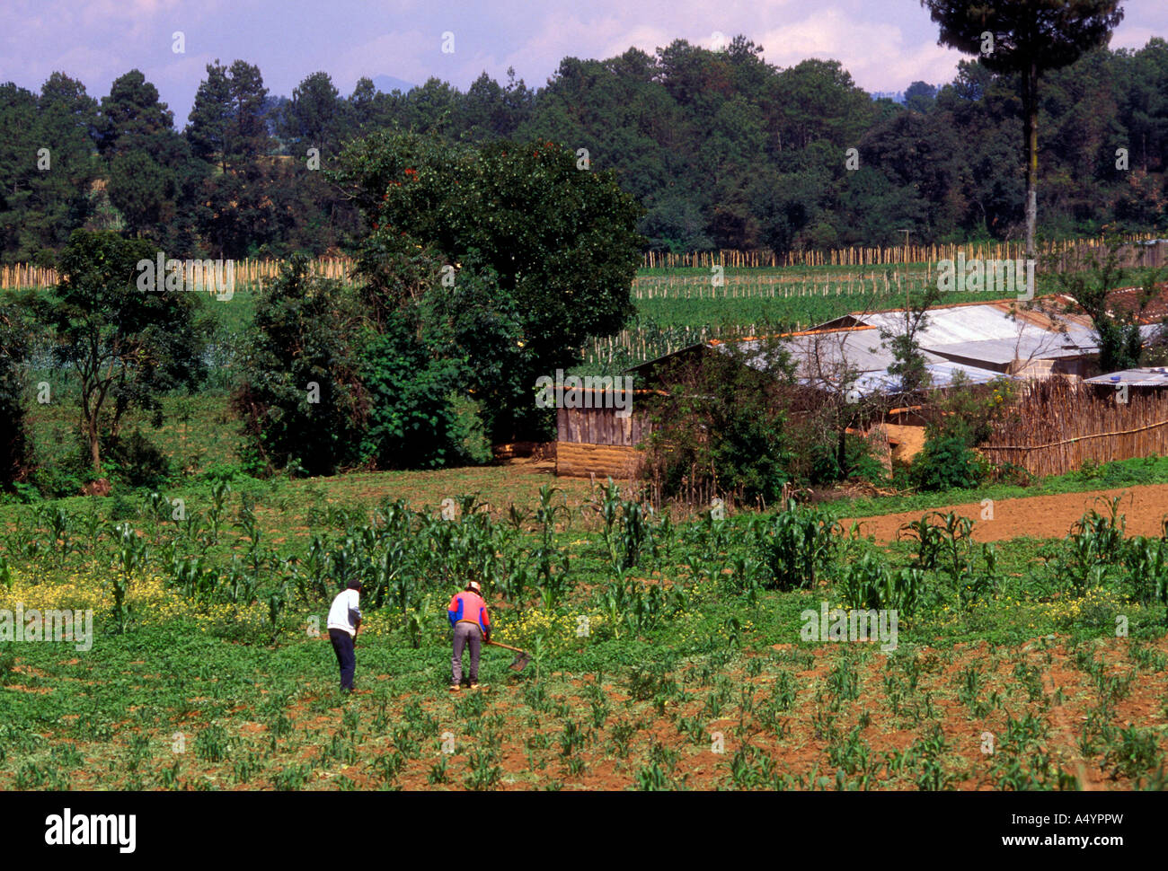 Guatemalans, Guatemalan farmer, Guatemalan farmers, corn crop ...