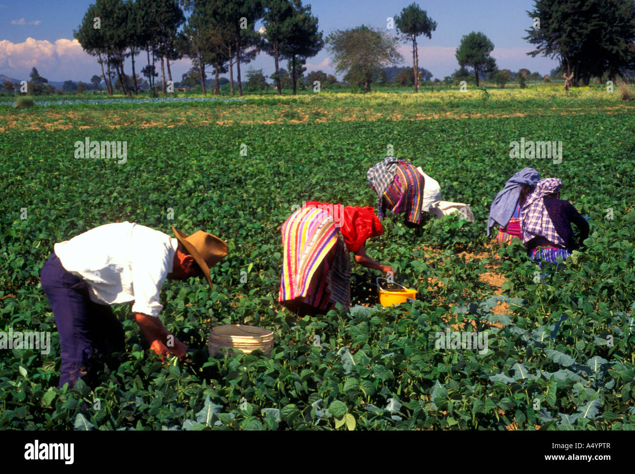 Guatemalans, Guatemalan farmer, Guatemalan farmers, harvesting, green ...