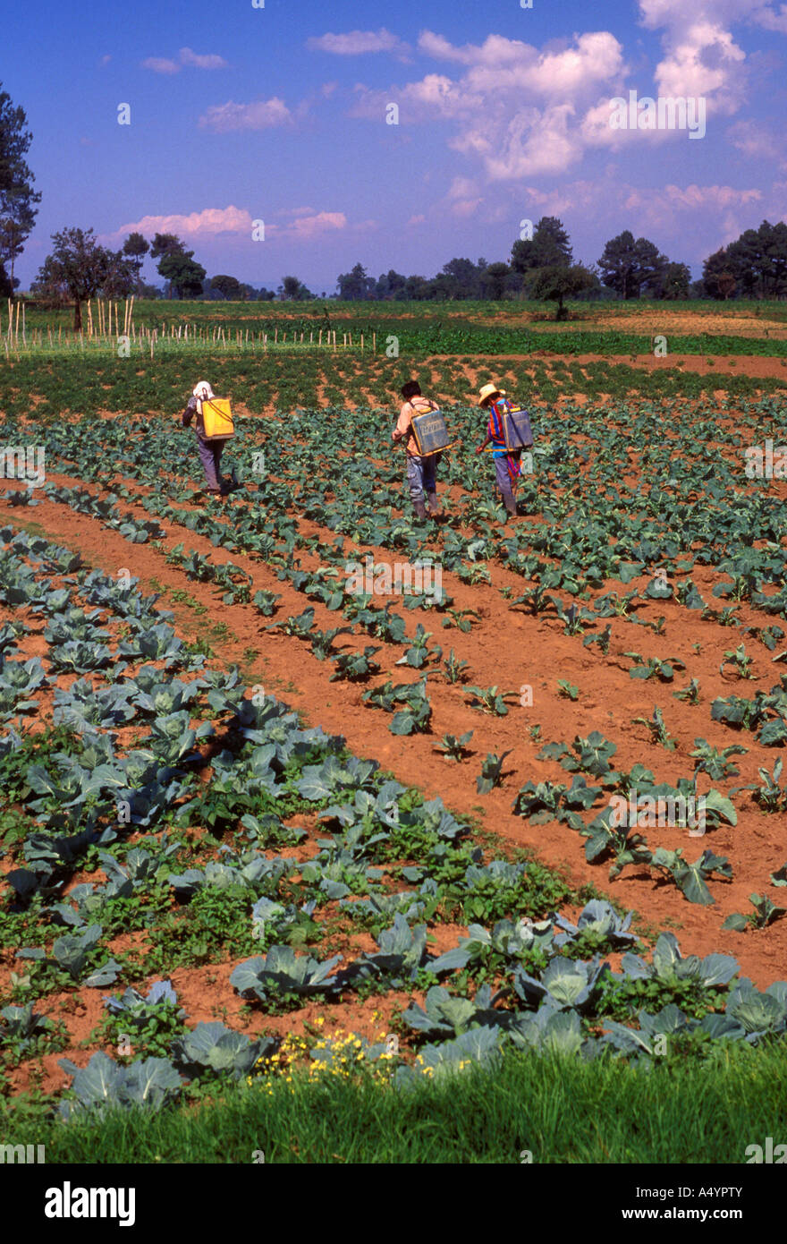 Guatemalans, Guatemalan men, spraying insecticide, crop, crops, between ...
