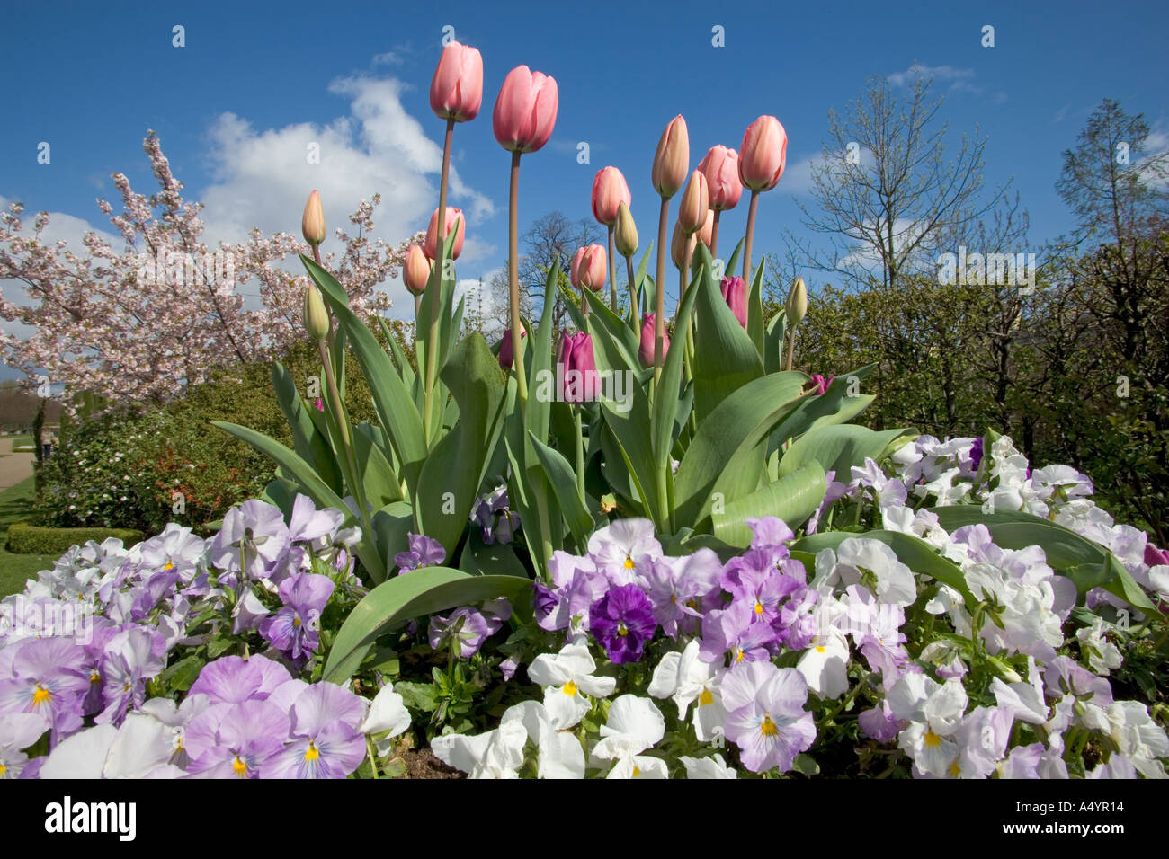 Spring Flowers in Regents Park London UK April Stock Photo - Alamy