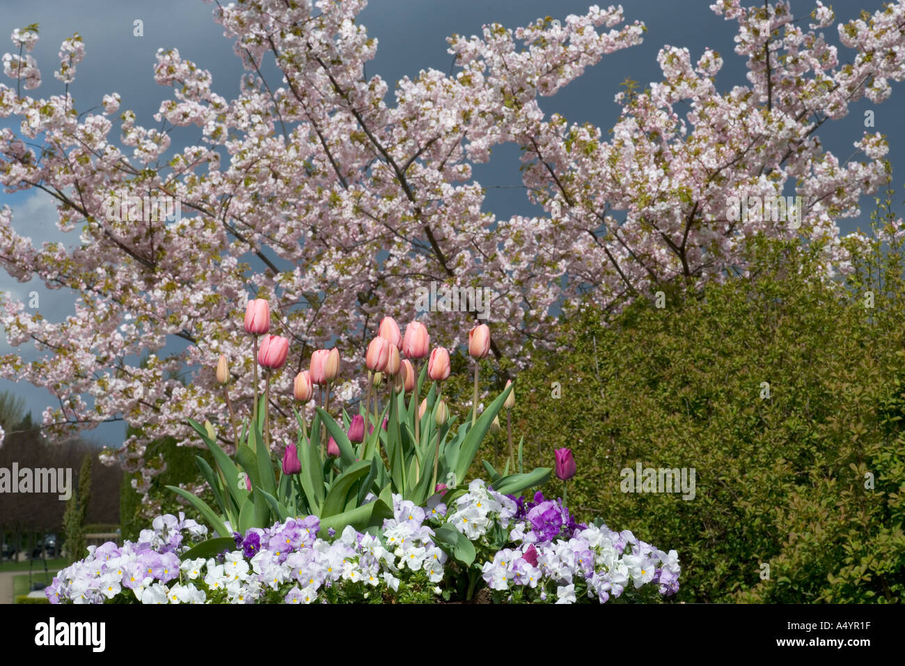 Spring Flowers in Regents Park London UK April Stock Photo - Alamy