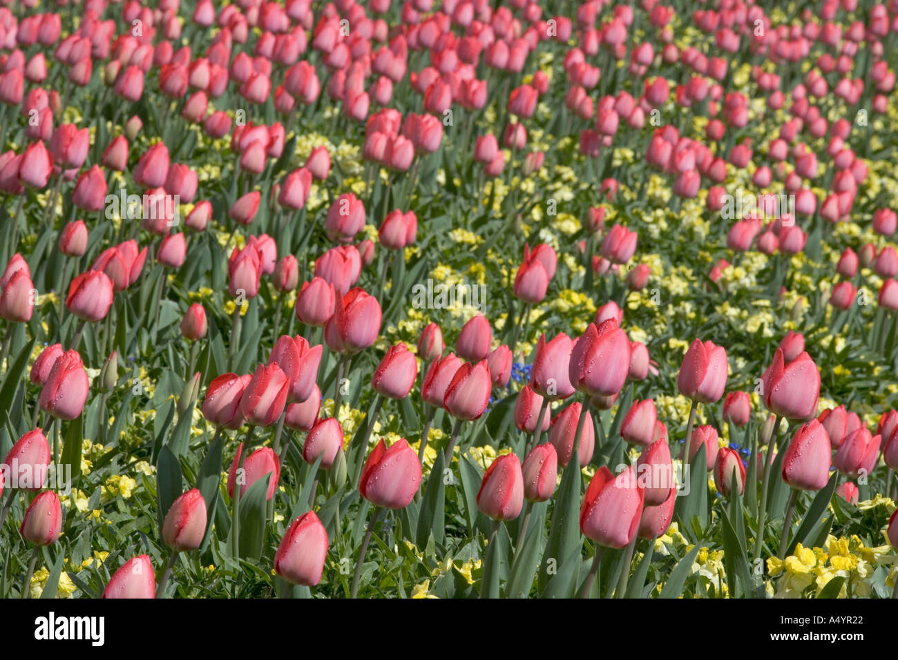 Spring Flowers in Green Park London UK April Stock Photo - Alamy