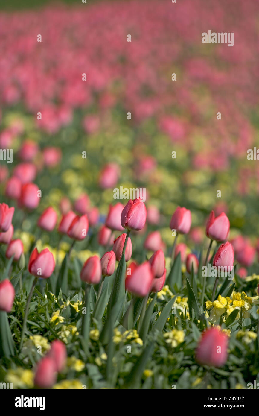 Spring Flowers in Green Park London UK April Stock Photo - Alamy
