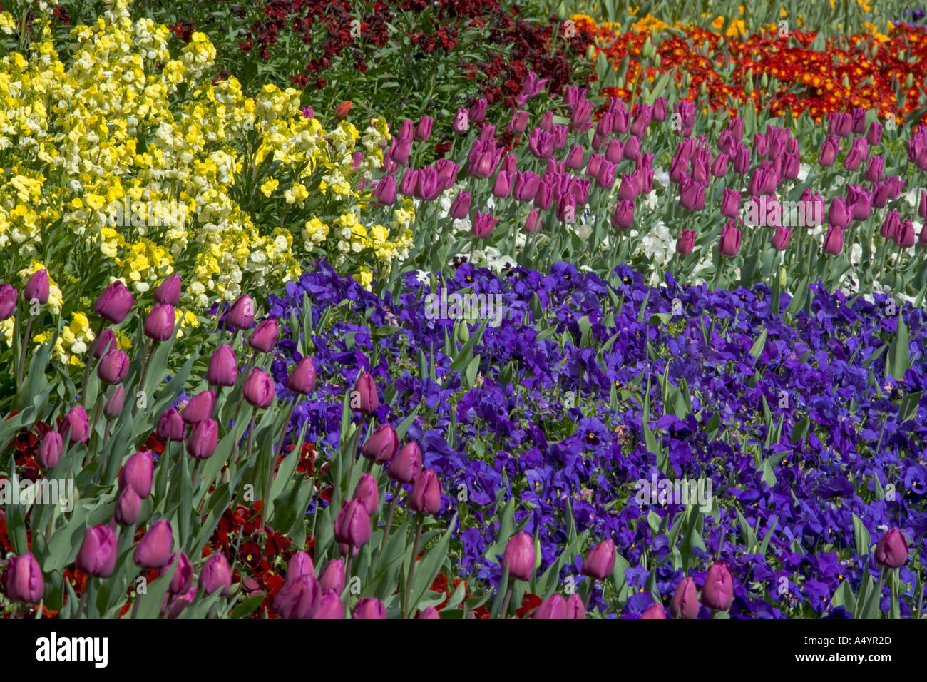 Spring Flowers in Regents Park London UK April Stock Photo - Alamy