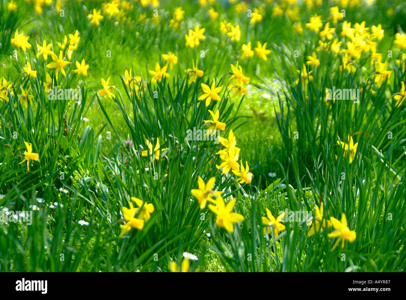 Narzissen Wiese High Resolution Stock Photography and Images - Alamy