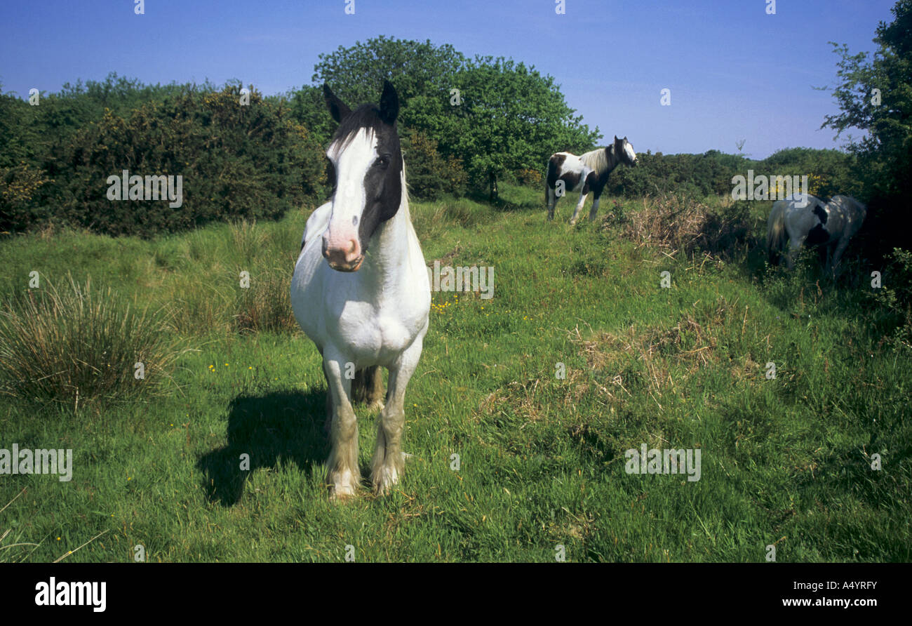 horses grazing at Breney common Cornwall wildlife trust reserve ...