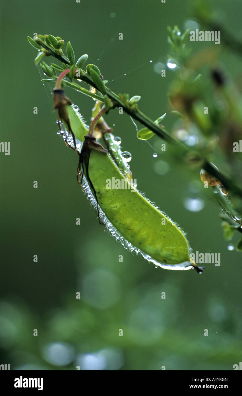 broom Cytisus scoparius close up of seed pod Stock Photo - Alamy