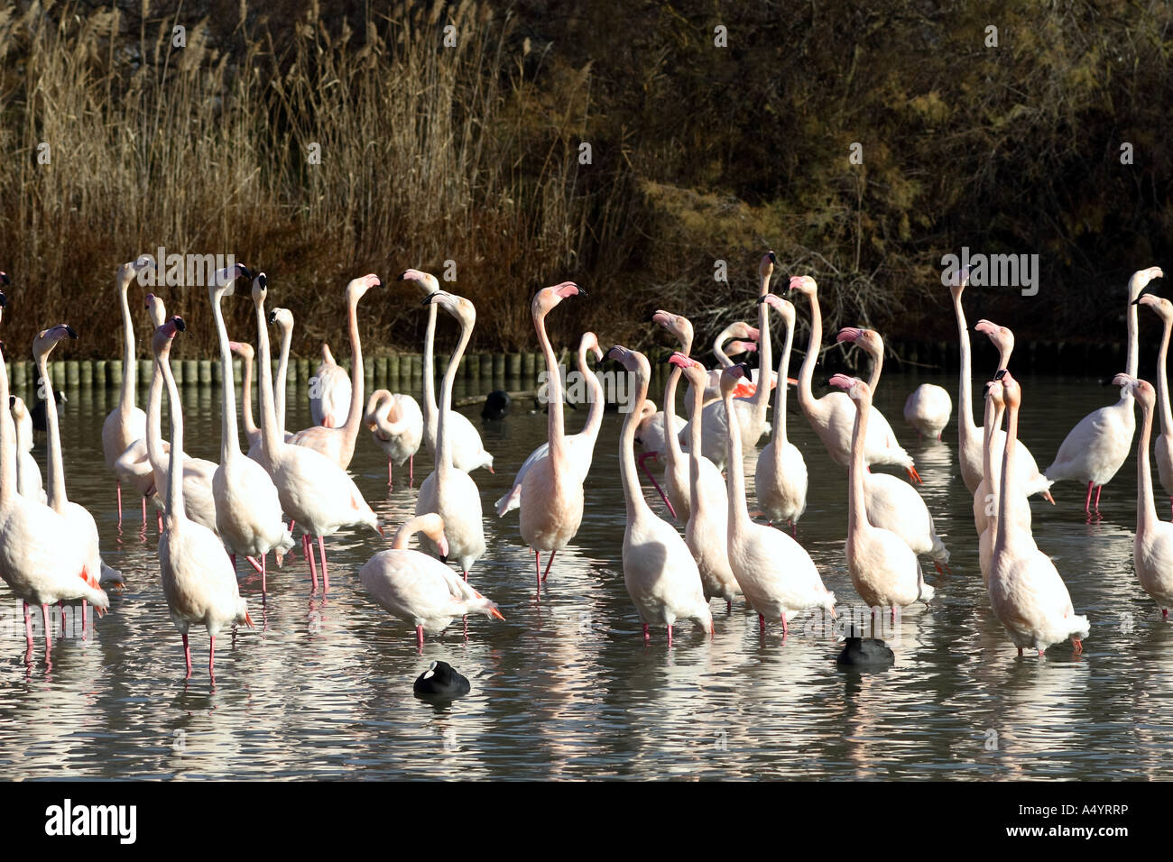 Pink flamingos in Camargue France Stock Photo - Alamy