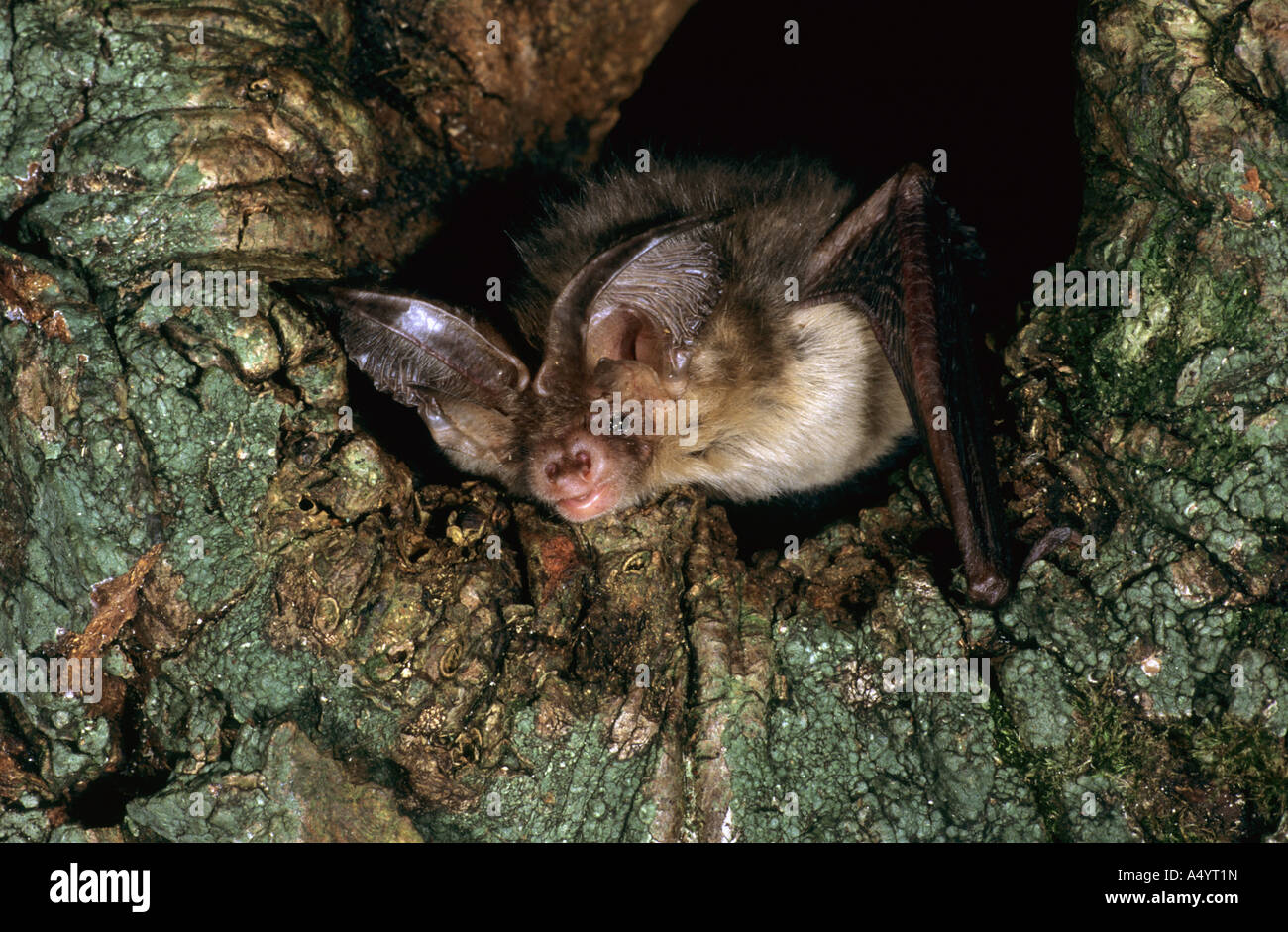 Brown long eared bat uk hi-res stock photography and images - Alamy