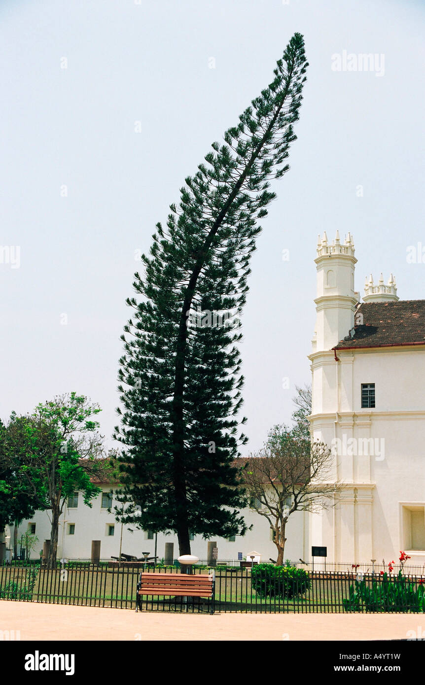 Tall bent tree hi-res stock photography and images - Alamy