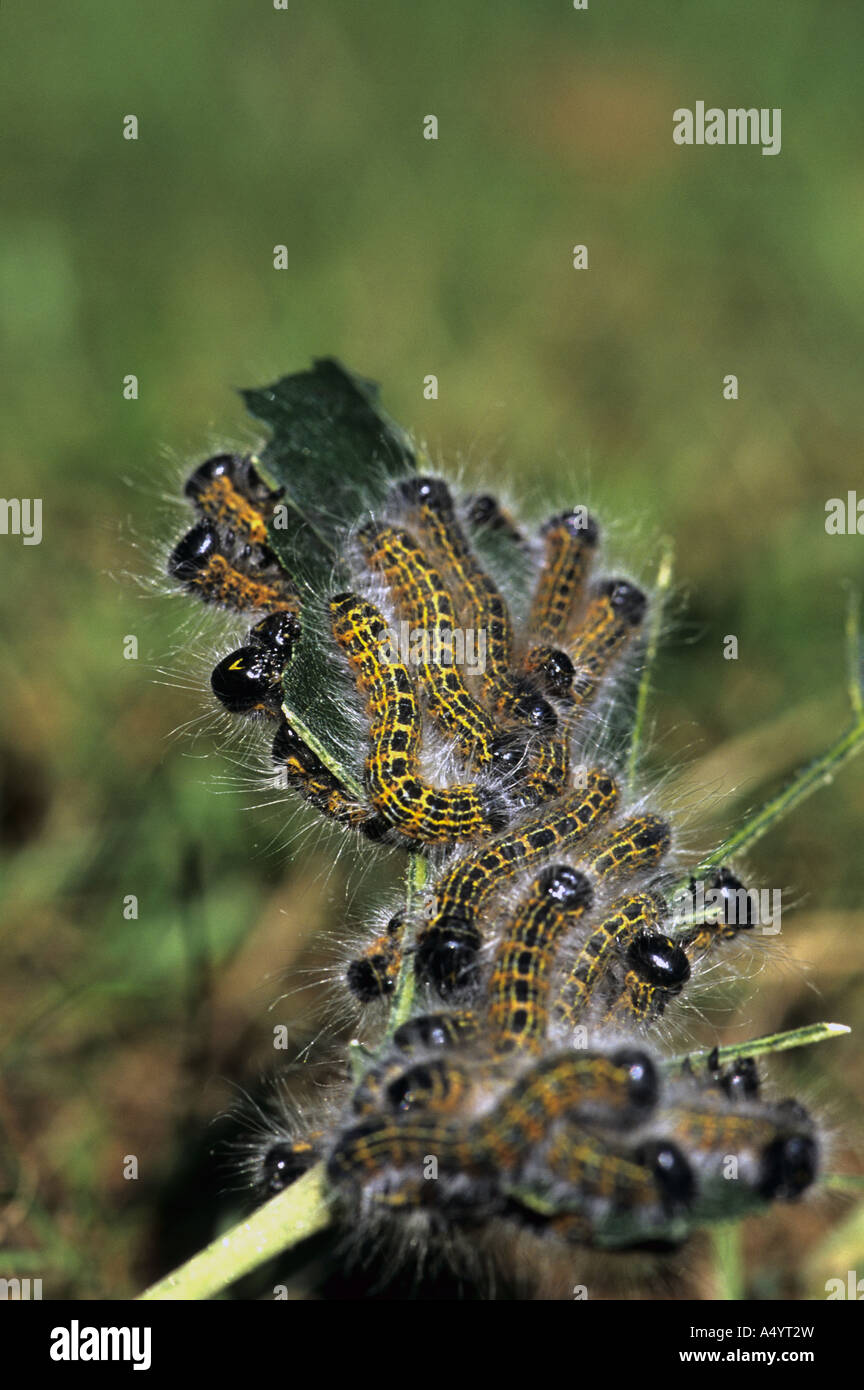 buff tip moth caterpillars Phalera bucephala Stock Photo - Alamy