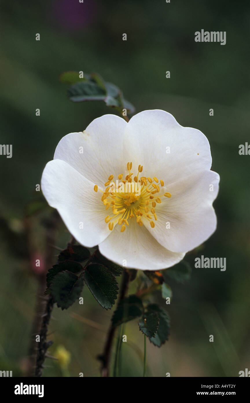 burnet rose Rosa pimpinellifolia Stock Photo - Alamy