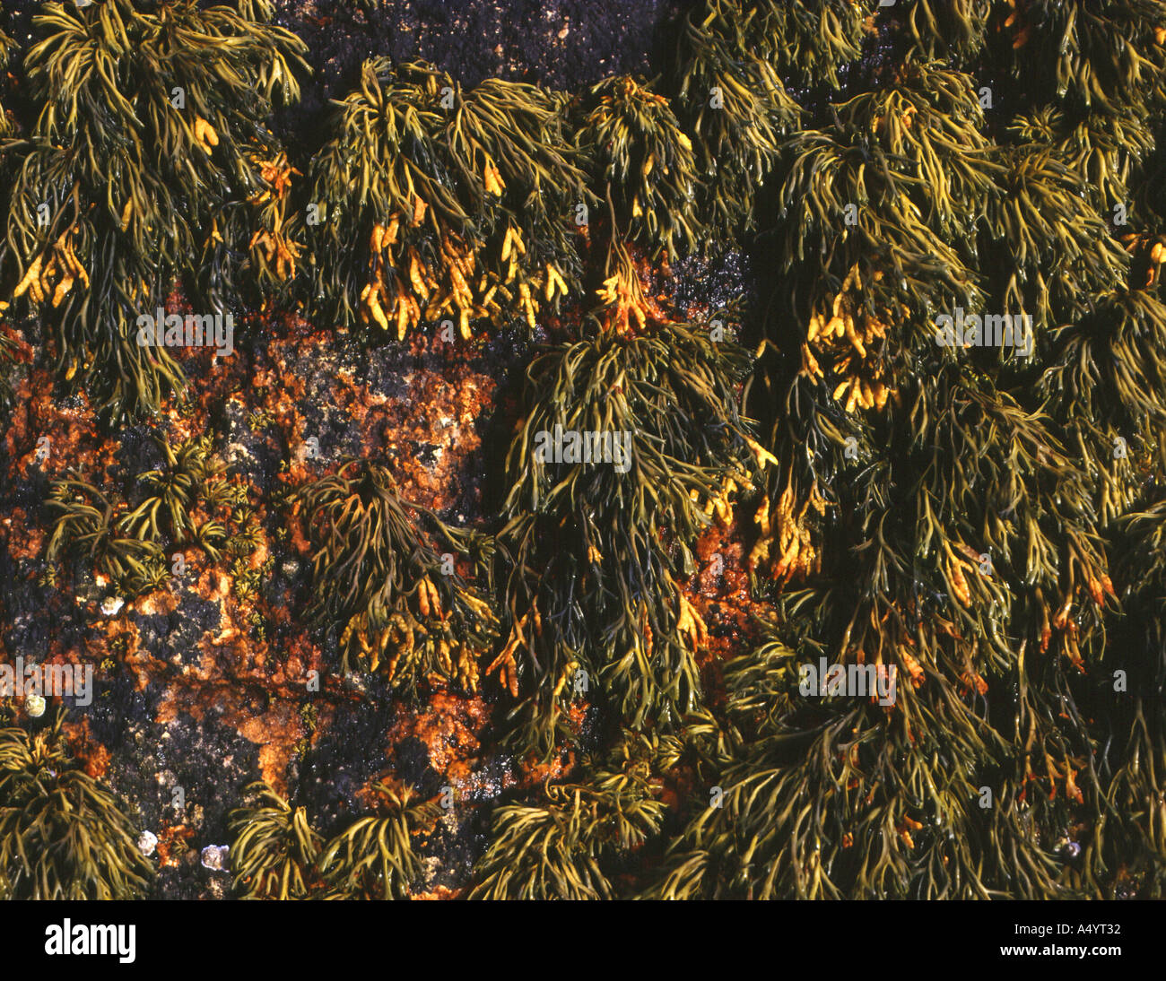 Pelvetia Canaliculata Seaweed High Resolution Stock Photography and ...