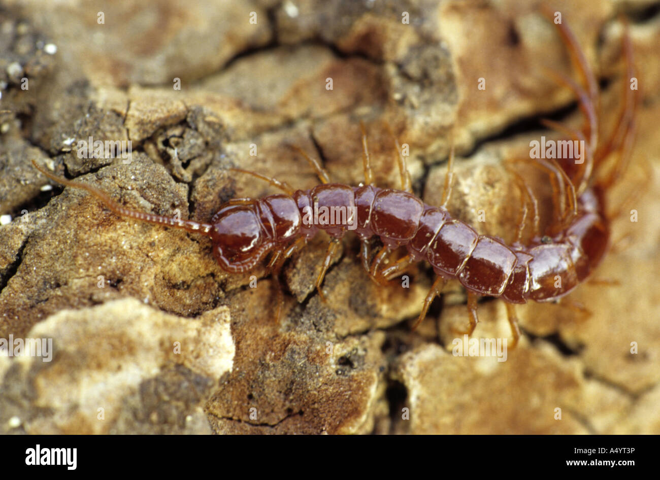 Centipede uk hi-res stock photography and images - Alamy