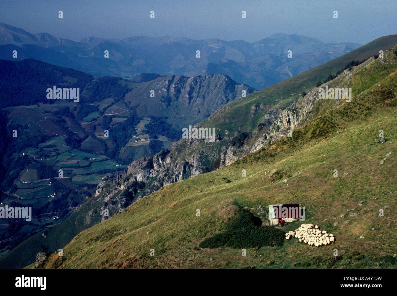 French Basque shepherd, shepherd, flock of sheep, Pyrenees Mountains ...