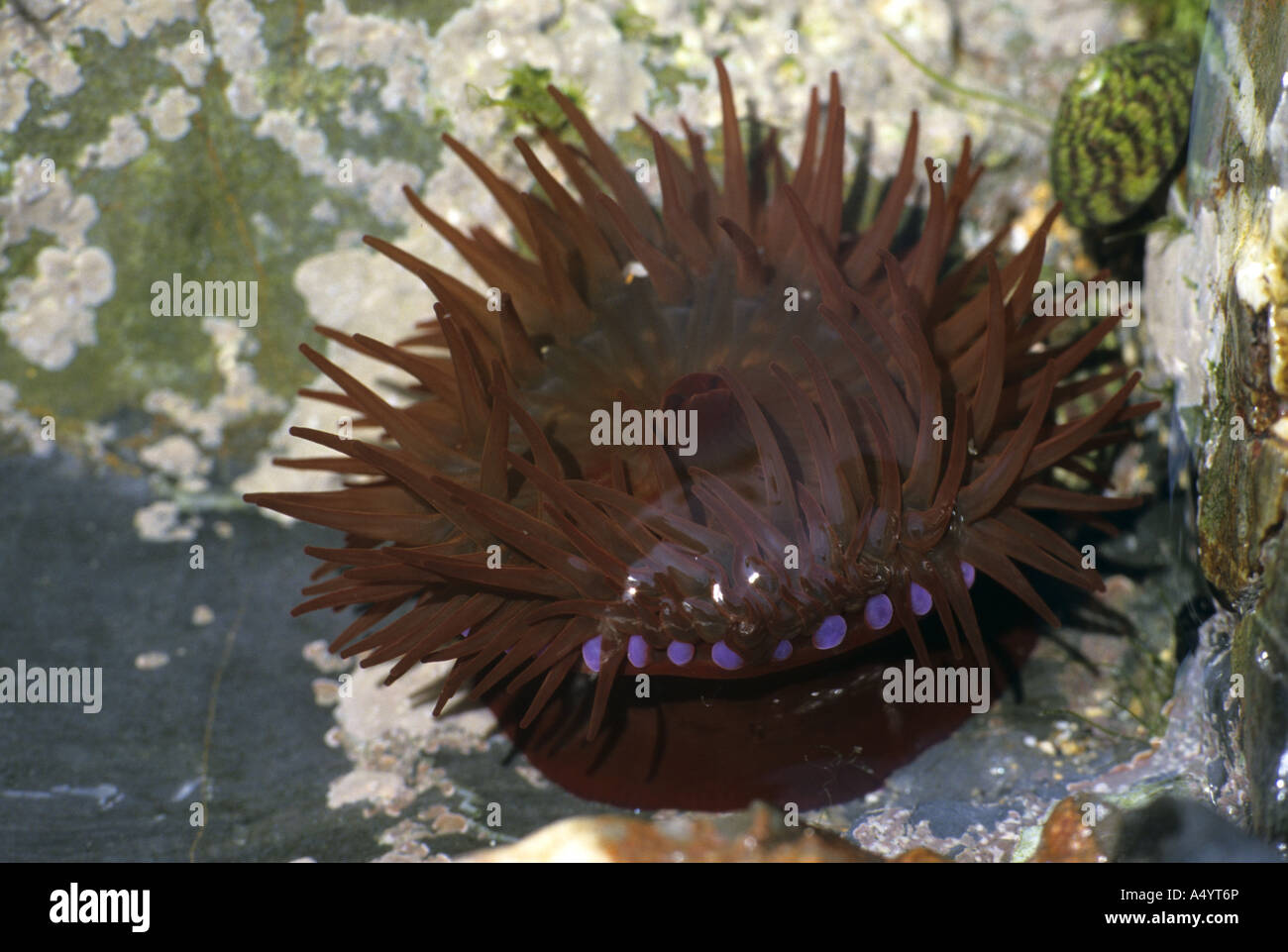 beadlet anemone Actinia equina in a rock pool cornwall Stock Photo - Alamy