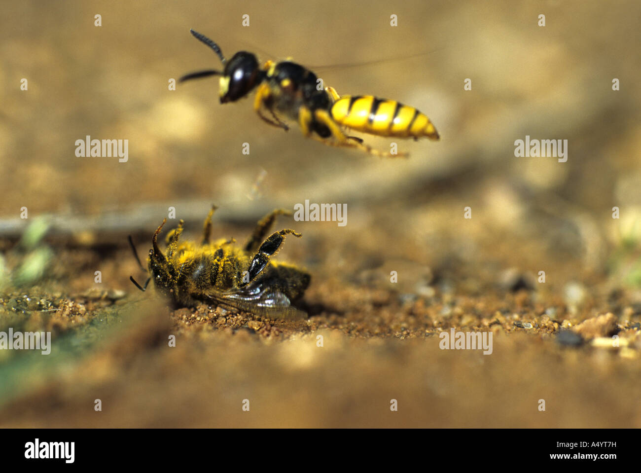 Bee killer wasp philanthus triangulum hi-res stock photography and ...