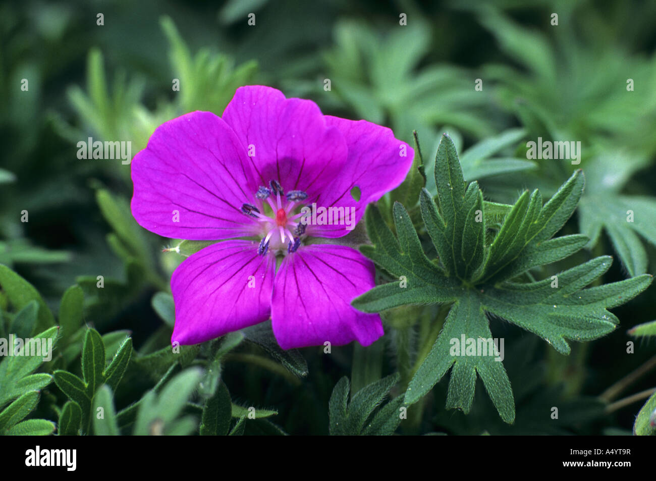 bloody cranesbill Geranium sanguineum flower Stock Photo - Alamy