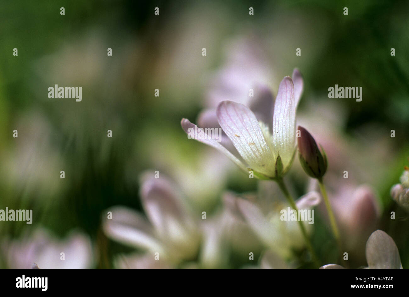 Bog pimpernel anagallis tenella hi-res stock photography and images - Alamy