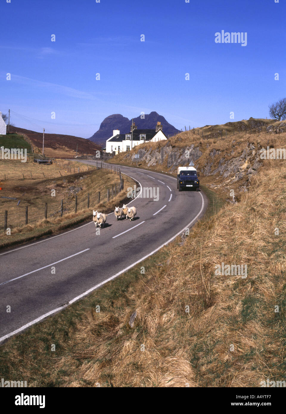 dh North Coast 500 route ELPHIN SUTHERLAND Herding Sheep flock road ...